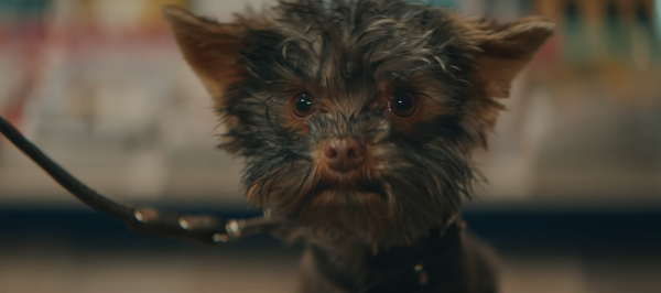 Reclame met 'hondje Frekkel' wint Ster Gouden Loeki 2018 - LINDA.nl