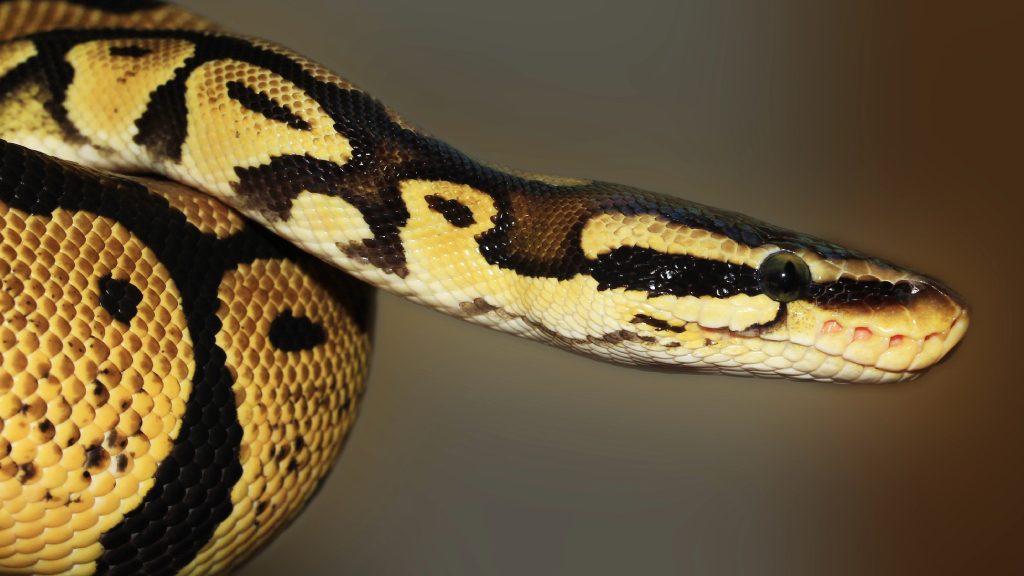 Leidse studenten vinden koningspython op hun binnenplaats - LINDA.nl