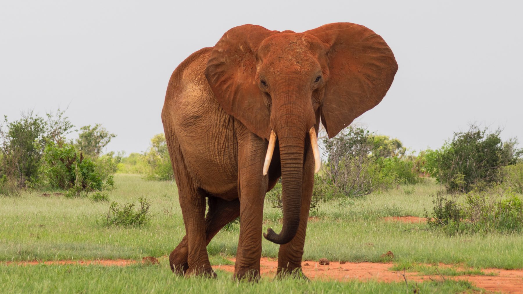 Olifant doodt stroper in Kruger National Park en leeuwen eten lichaam ...