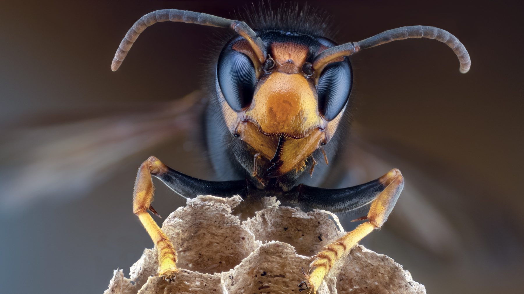 Aziatische monsterwesp duikt weer op in Nederland - LINDA.nl