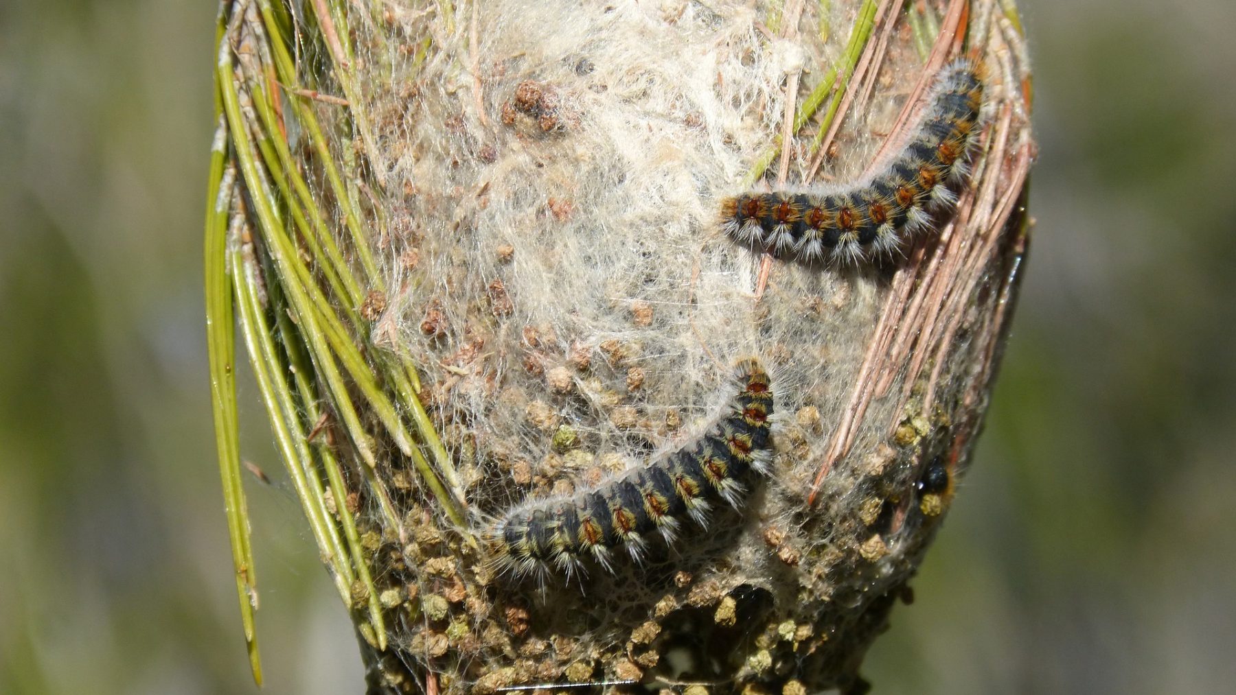 Krijg de kriebels: processierupsen zorgen voor veel overlast in de ...