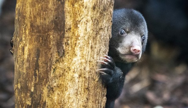 Maleise babyberen voor het eerst naar buiten in Burgers' Zoo - LINDA.nl
