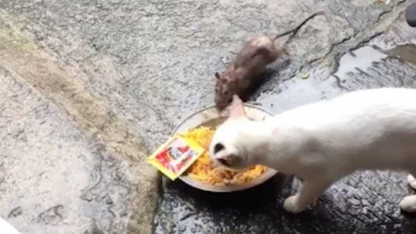 Een opmerkelijke vriendschap: kat deelt eten met rat - LINDA.nl