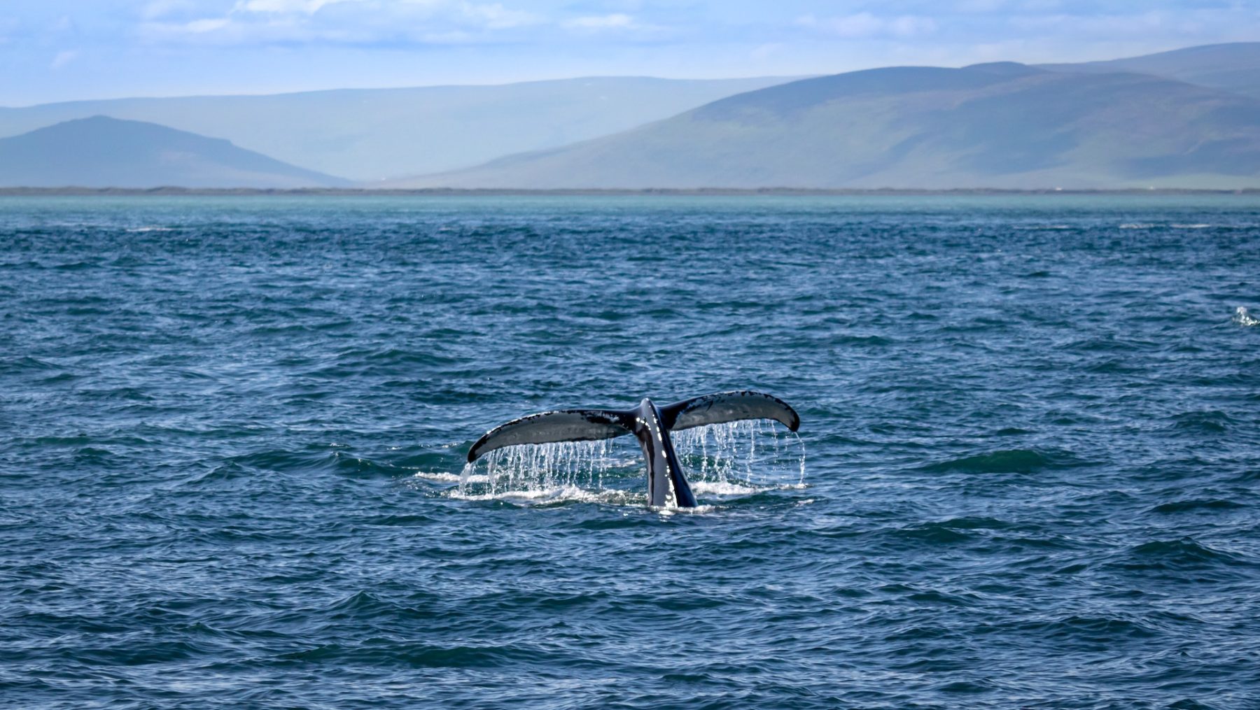 Binnenkort kun je in Noorwegen walvissen spotten vanaf het land - LINDA.nl