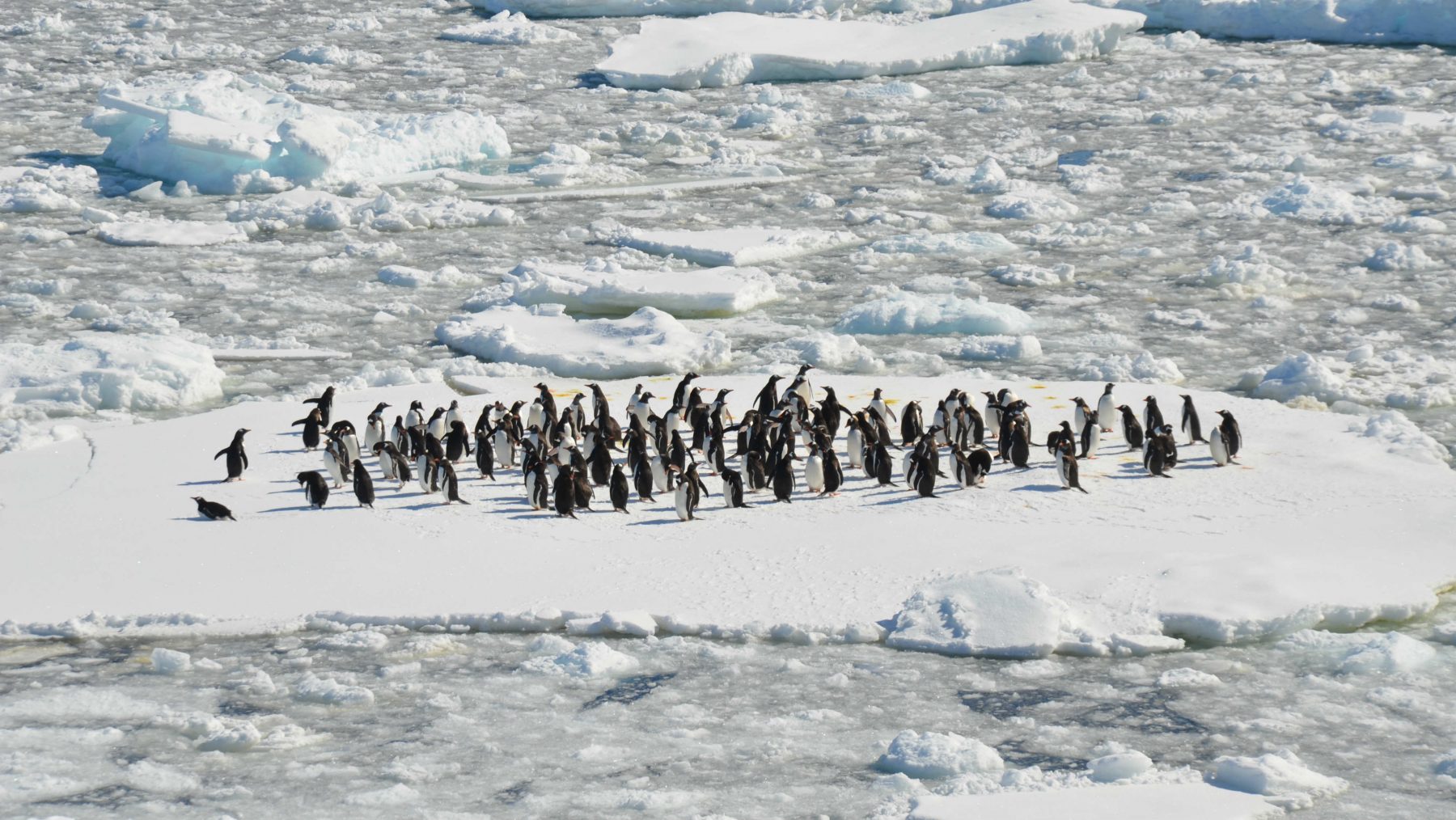 Verontrustend record: voor het eerst warmer dan 20 graden op de ...