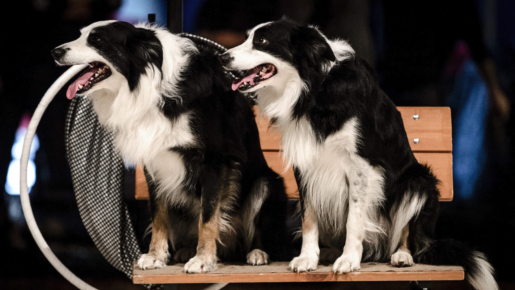 Circus Renz staat vast in Friesland: 'We hebben snel hulp nodig' - LINDA.nl