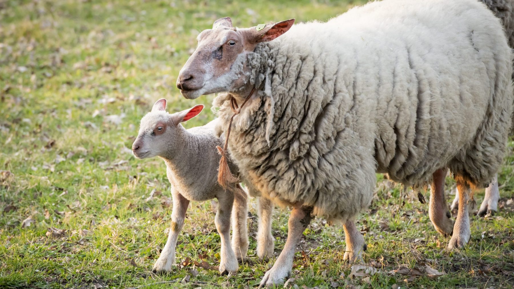 Schapen grazen hart in het gras voor mensen met vitale beroepen - LINDA.nl