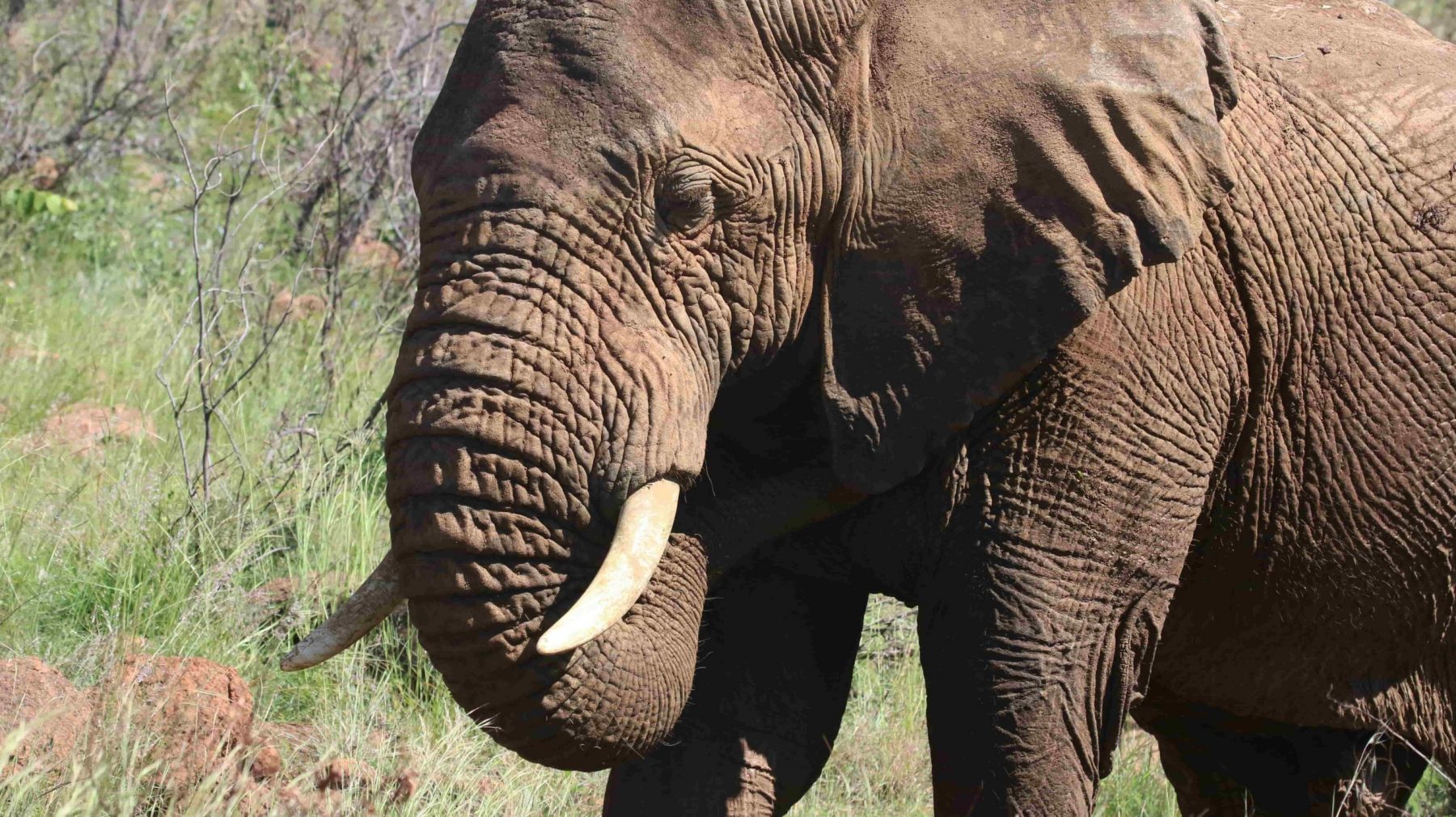 Afrikaanse olifanten na twaalf jaar weer herenigd in Duitse dierentuin ...