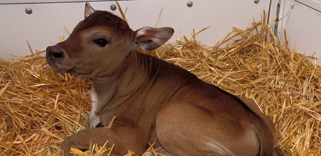 Beschuit met bamboescheut in Beekse Bergen: baby banteng geboren - LINDA.nl