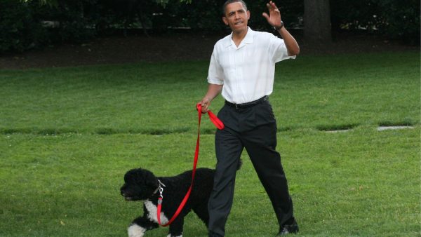Familie Obama rouwen om 'first dog' Bo: 'We gaan hem ontzettend missen ...
