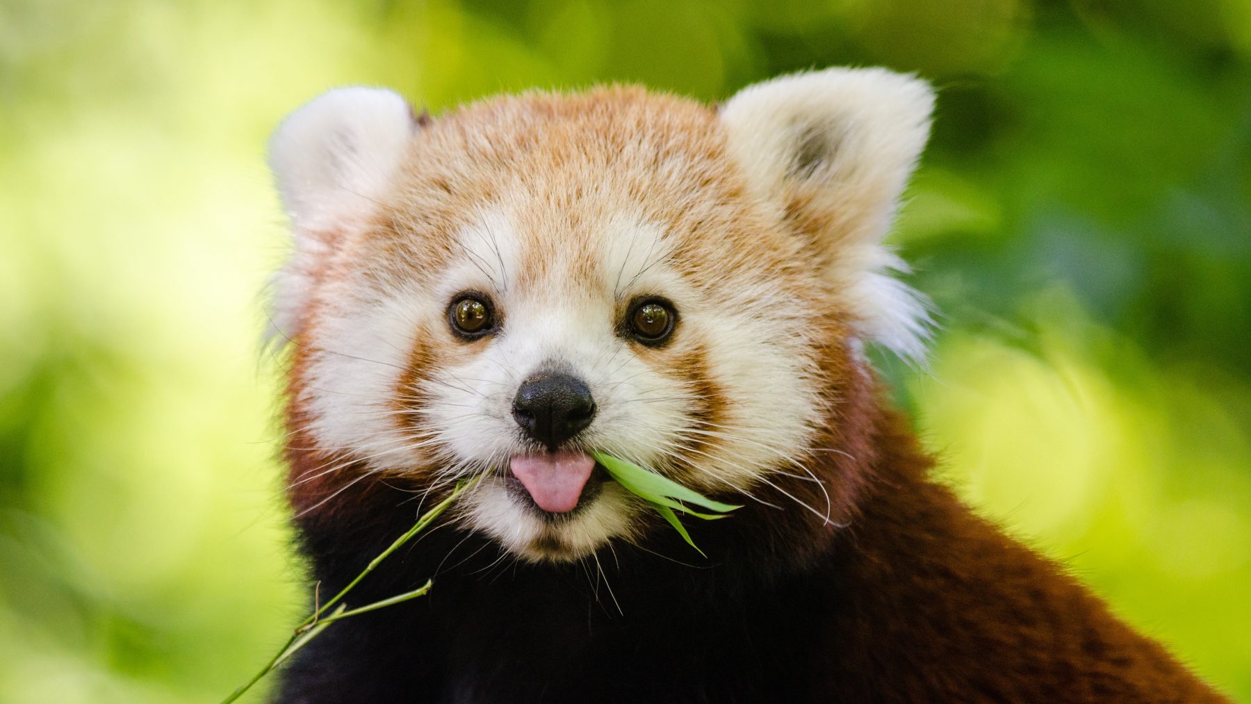 Rode panda sinds donderdag vermist in dierentuin Duisburg - LINDA.nl