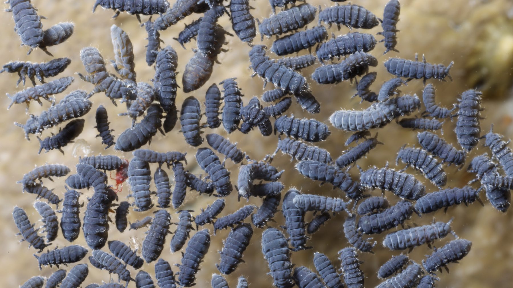Bianca stond met blote voeten tussen miljoenen springstaarten - LINDA.nl