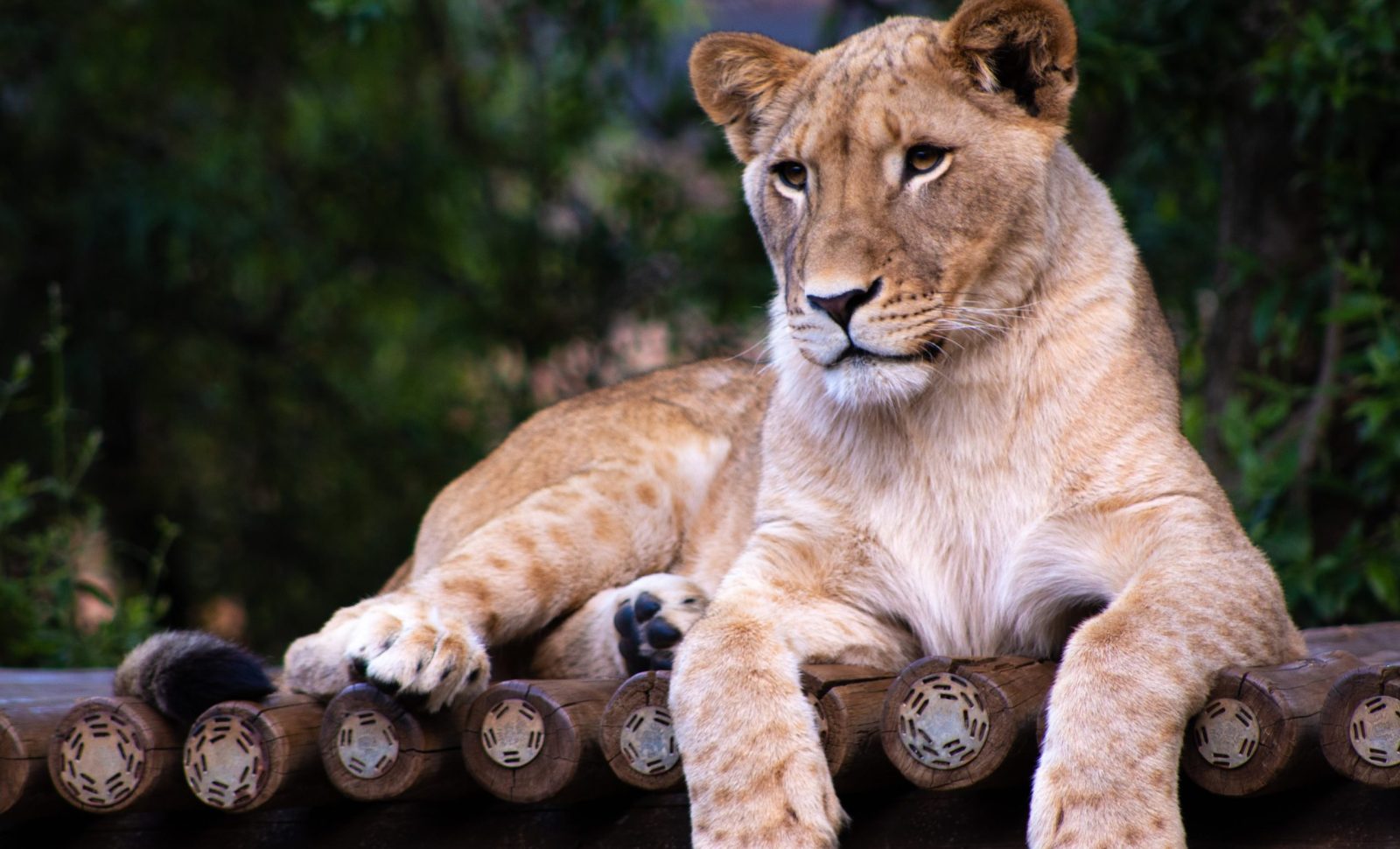 Man ziet knuffel aan voor roofdier, politie reageert met lollige tweet - LINDA.nl