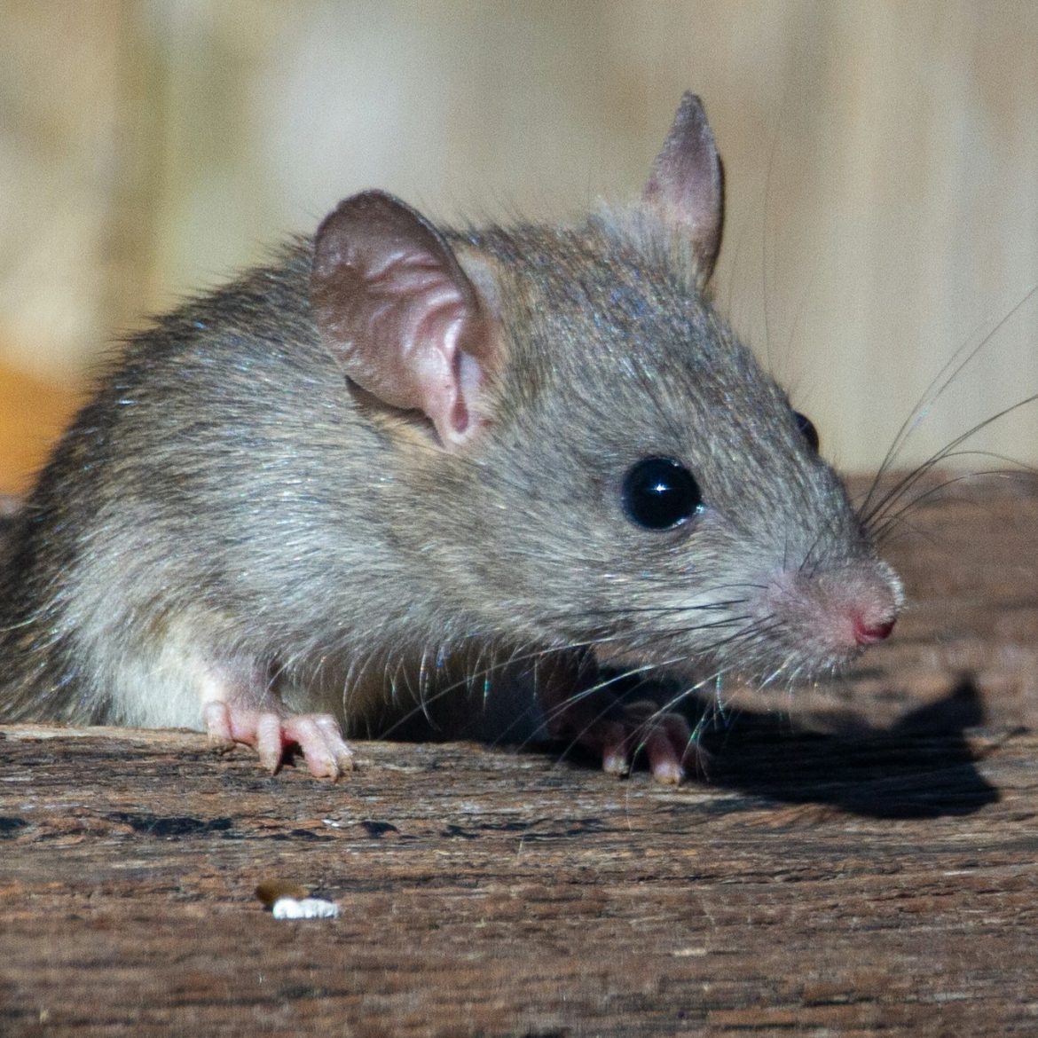 Koffie onder de douche: me-time of gewoon raar? - LINDA.nl